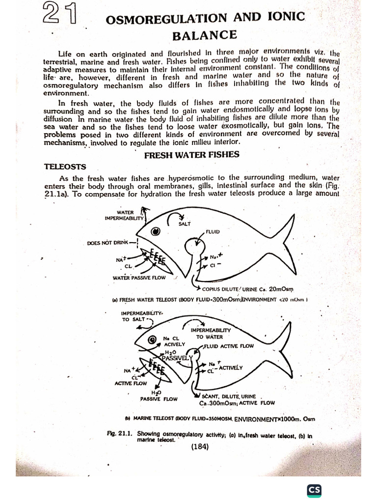 Osmoregulation in Fishes | PDF