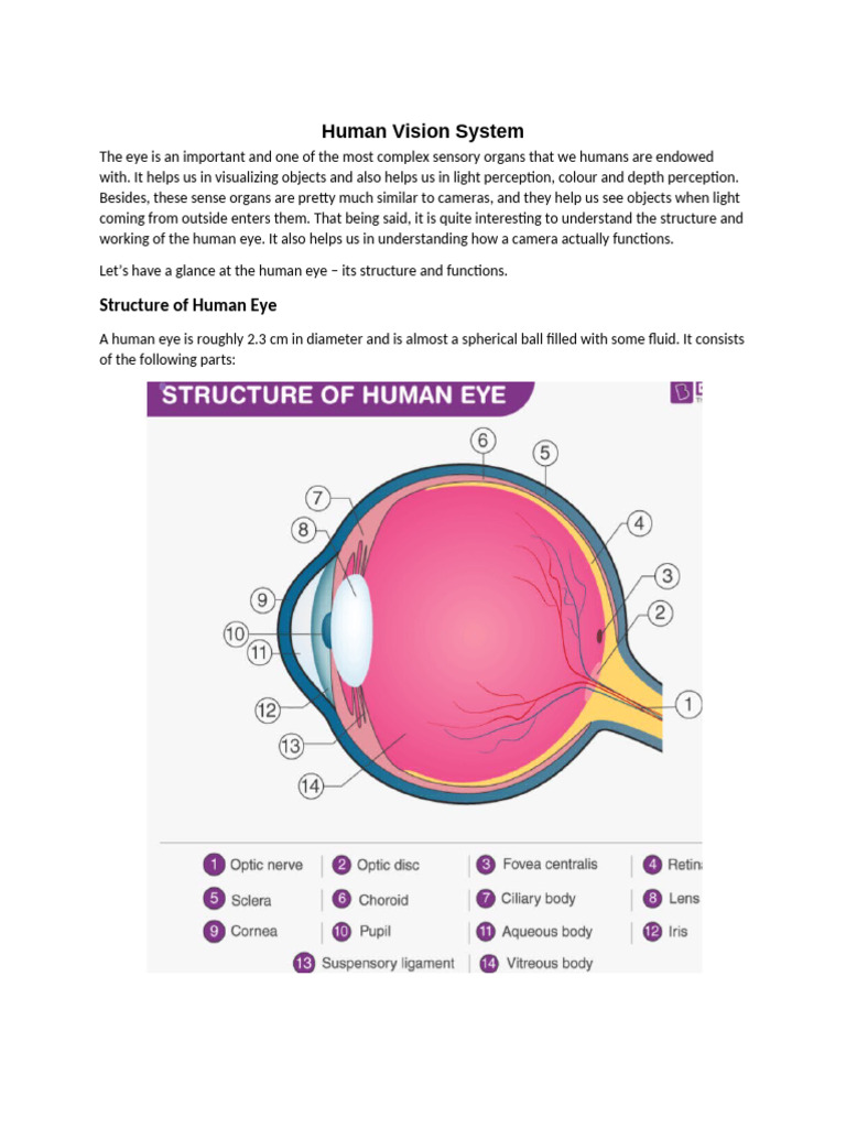 Human Vision System | PDF | Eye | Human Eye