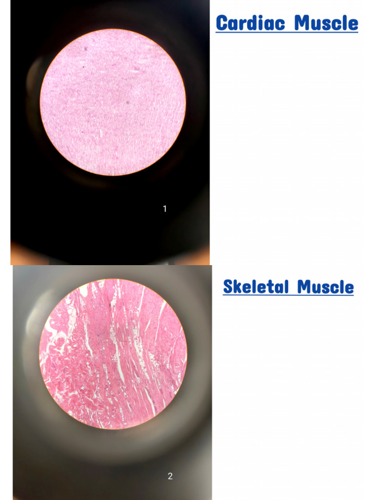Histology Slides Spotting 250107 111756 | PDF