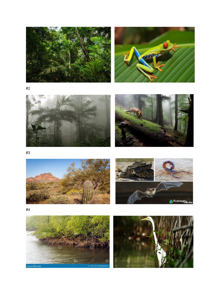 Imagenes de Bosques | PDF