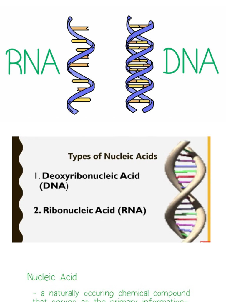 DNA vs RNA: Key Differences Explained | PDF