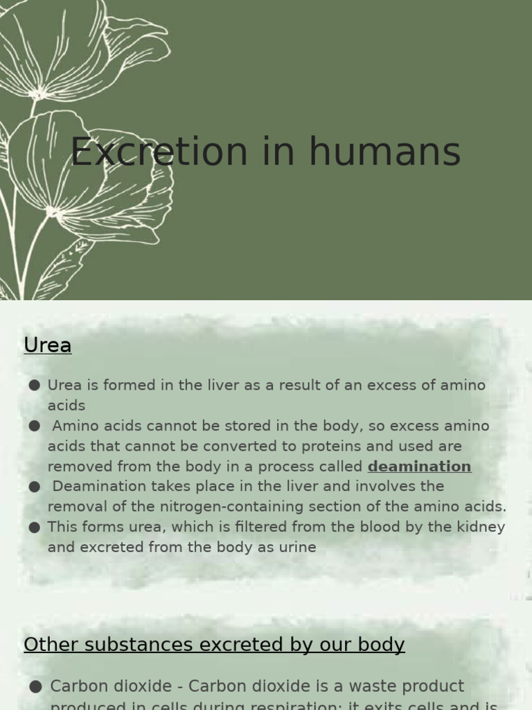 Human Excretion: Urea and Kidney Function | PDF | Kidney | Urea