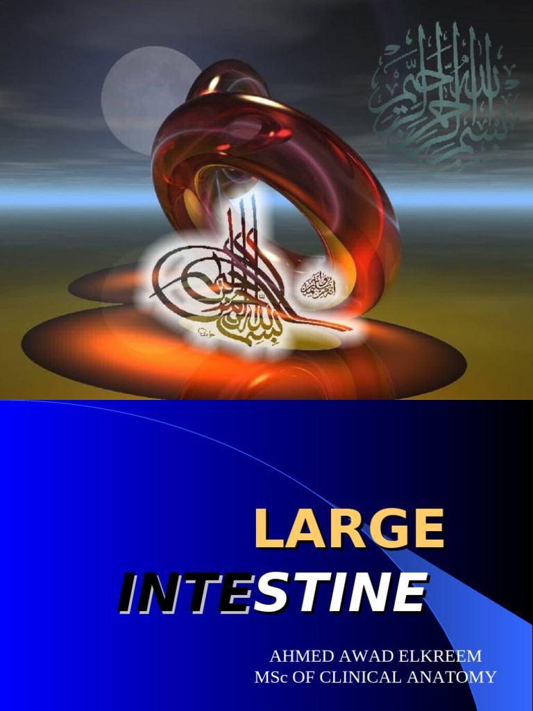 Large intestine | PDF | Large Intestine | Constipation