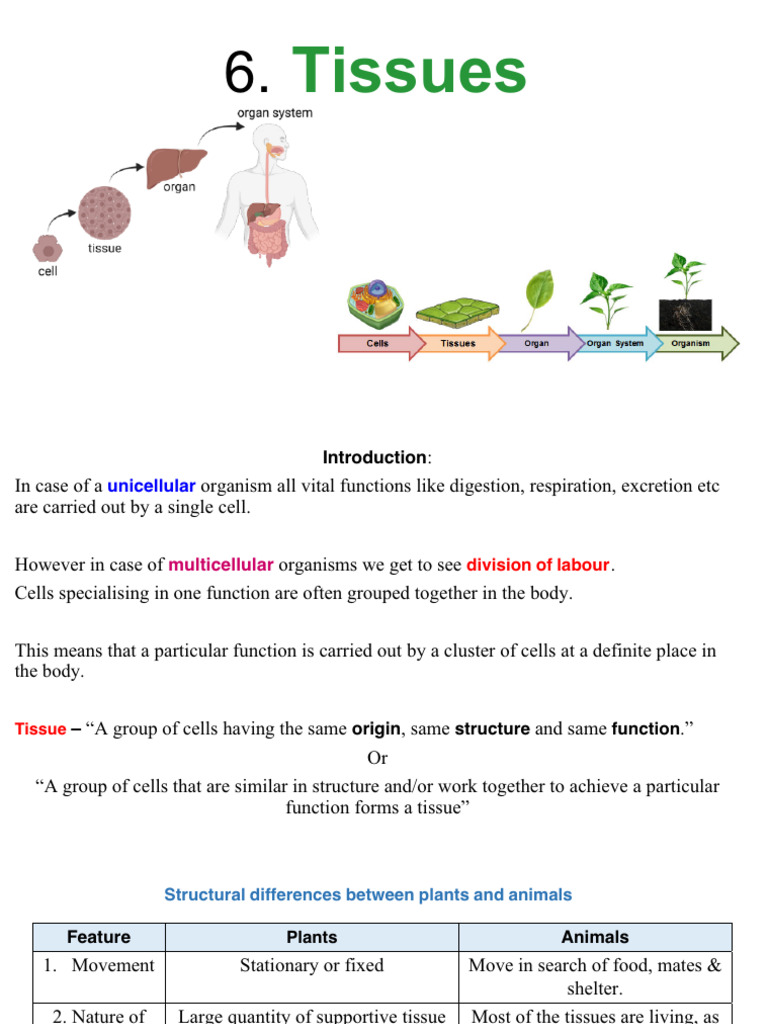 6.tissues 9 CBSE BR | PDF