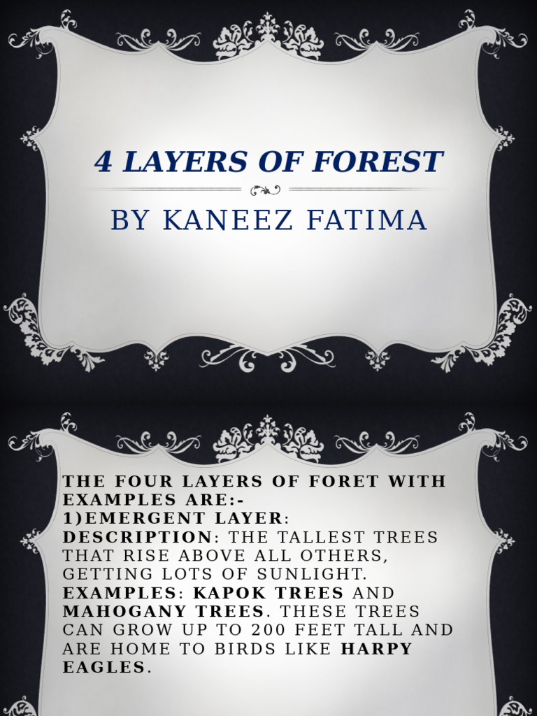 Four Layers of Forest | PDF