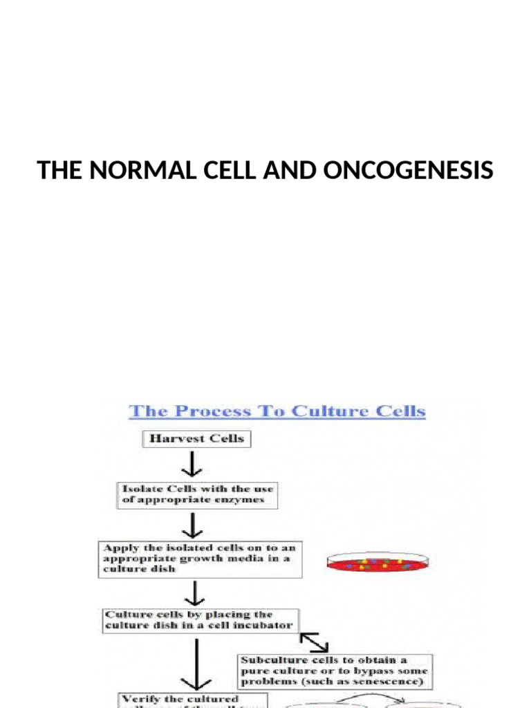 NORMAL CELLS & ONCOGENESIS | PDF