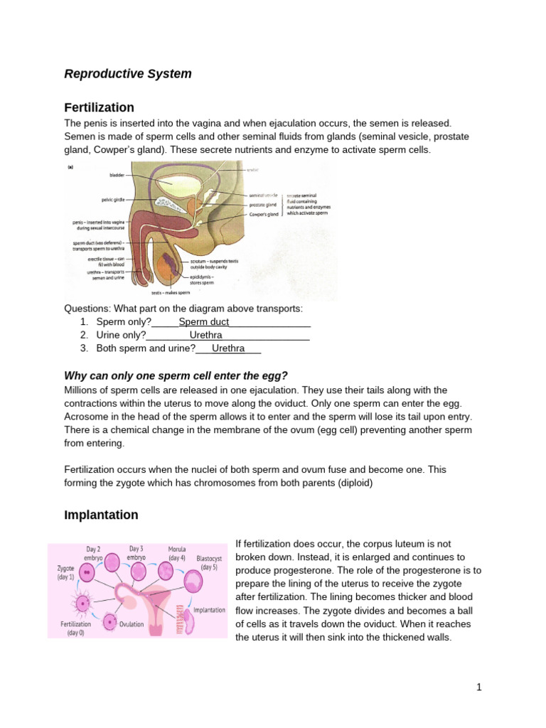 Human Reproductive System Overview | PDF | Breastfeeding | Breast Milk