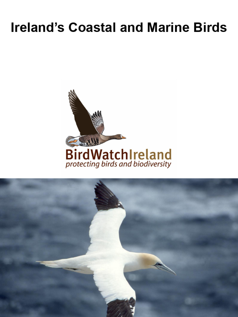Ireland's Coastal Bird Species Overview | PDF