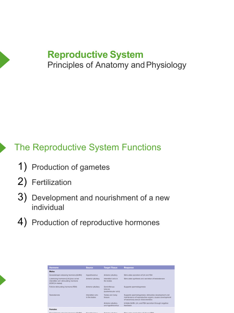 Lesson 16 Male Reprodutive System | PDF | Meiosis | Mitosis