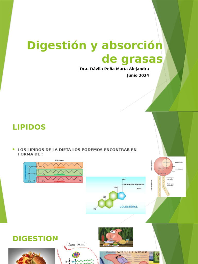 Digestión y Absorción de Grasas | PDF | Bilis | Digestión
