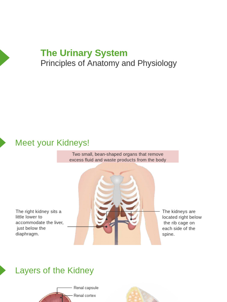 Lesson 15 - Urinary System | PDF | Kidney | Urine