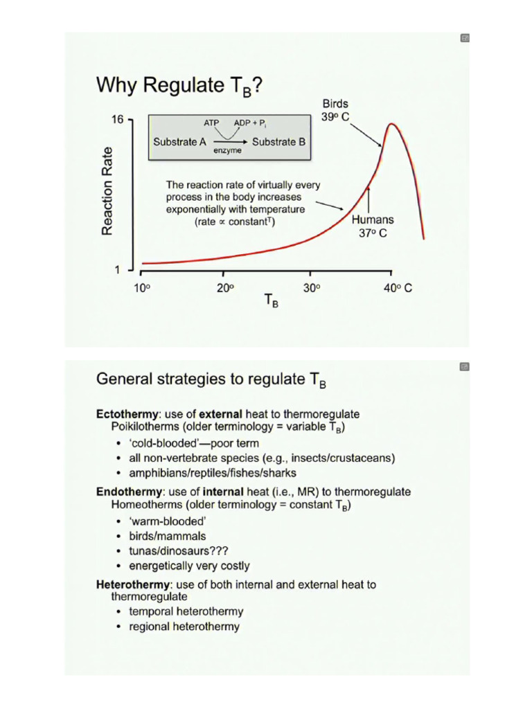 Bio 203 Lecture 3 | PDF