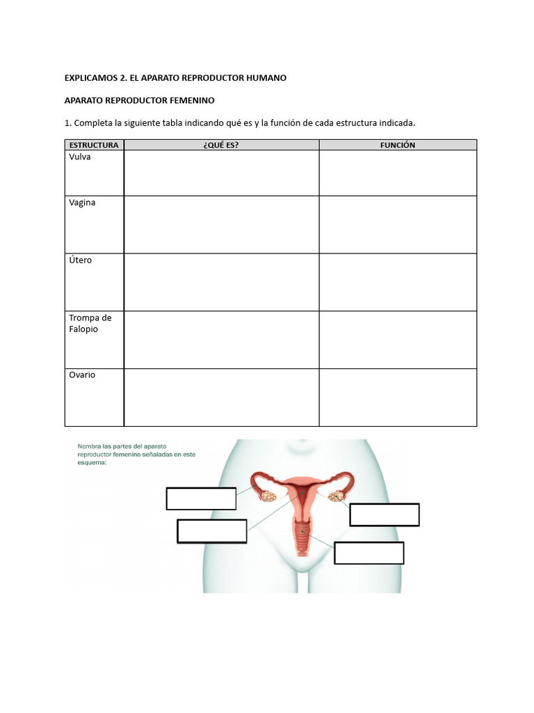 EXPLICAMOS 2. FICHA LOS APARATOS REPRODUCTORES | PDF
