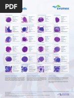 Lymphocyte Morphology Overview | PDF | Lymphocyte | Medical Specialties