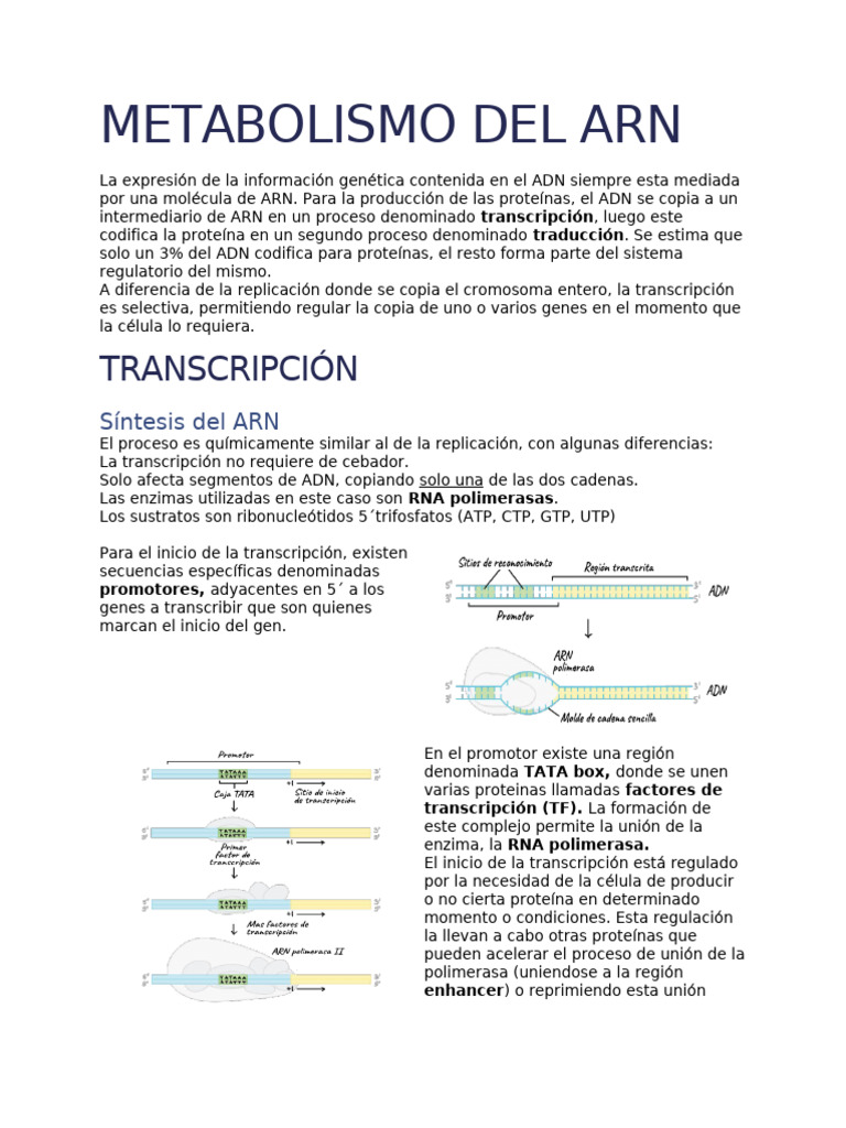 Metabolismo del ARN: Transcripción y Maduración | PDF | Rna | Rna Splicing
