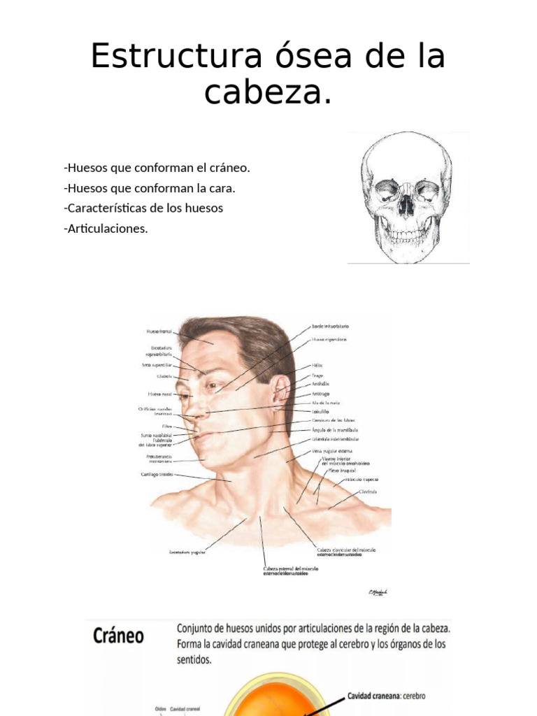Copia de Estructura Ósea de La Cabeza (A) | PDF