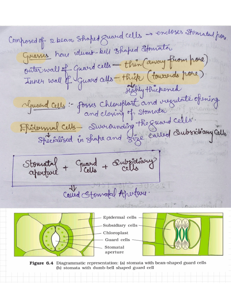 Anatomy of Flowering Plants.... Notes (1) - 9-23 | PDF