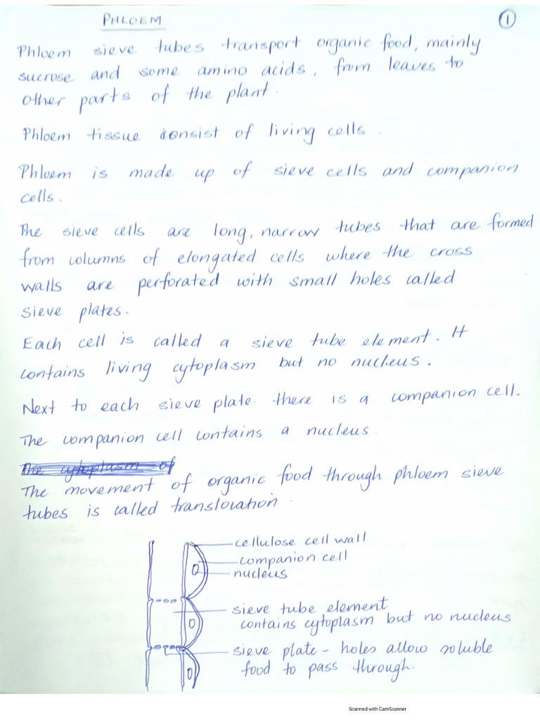 Transport in Phloem | PDF