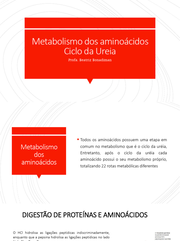 Metabolismo Dos Aminoacidos e Ciclo Da Ureeia | PDF | Metabolismo ...