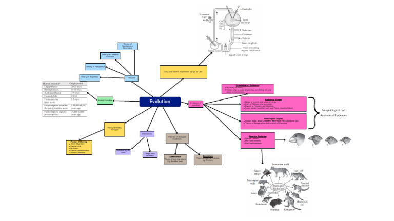 Class 12 Evolution Mind Map Overview | PDF | Evolution | Natural Selection
