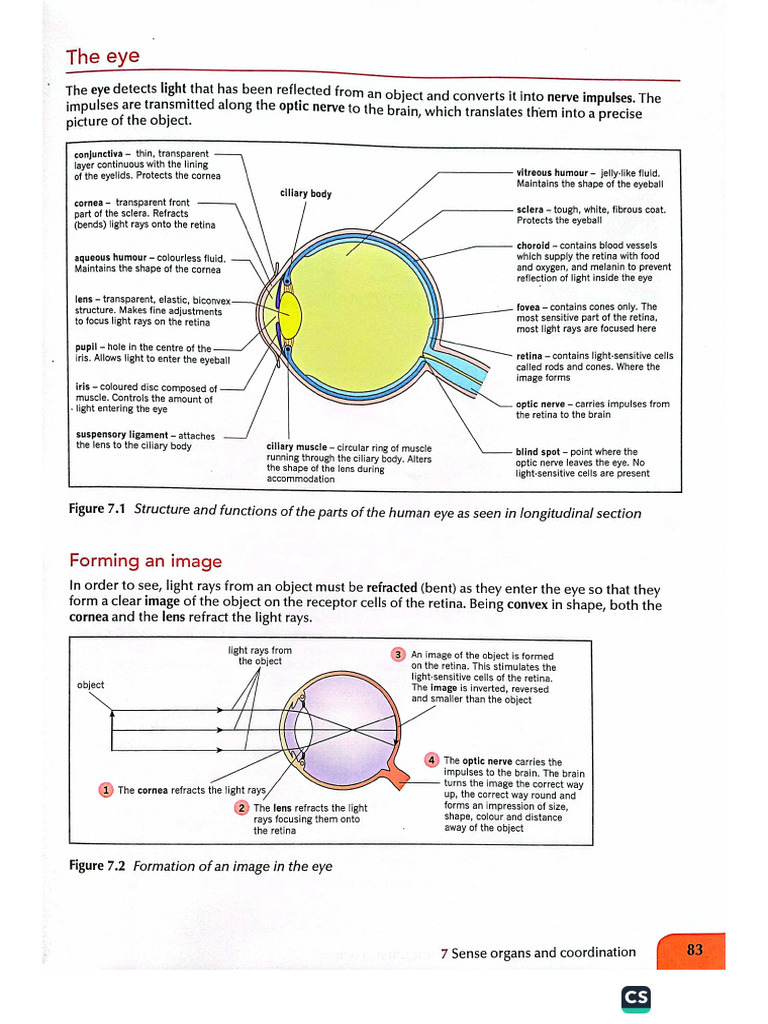 The Eye - Annotated Diagram | PDF