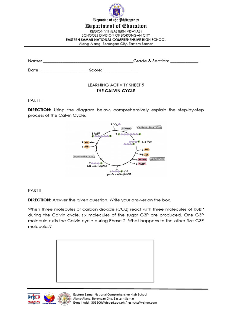 Lesson 4. Q2 Module 11 The Calvin Cycle | PDF