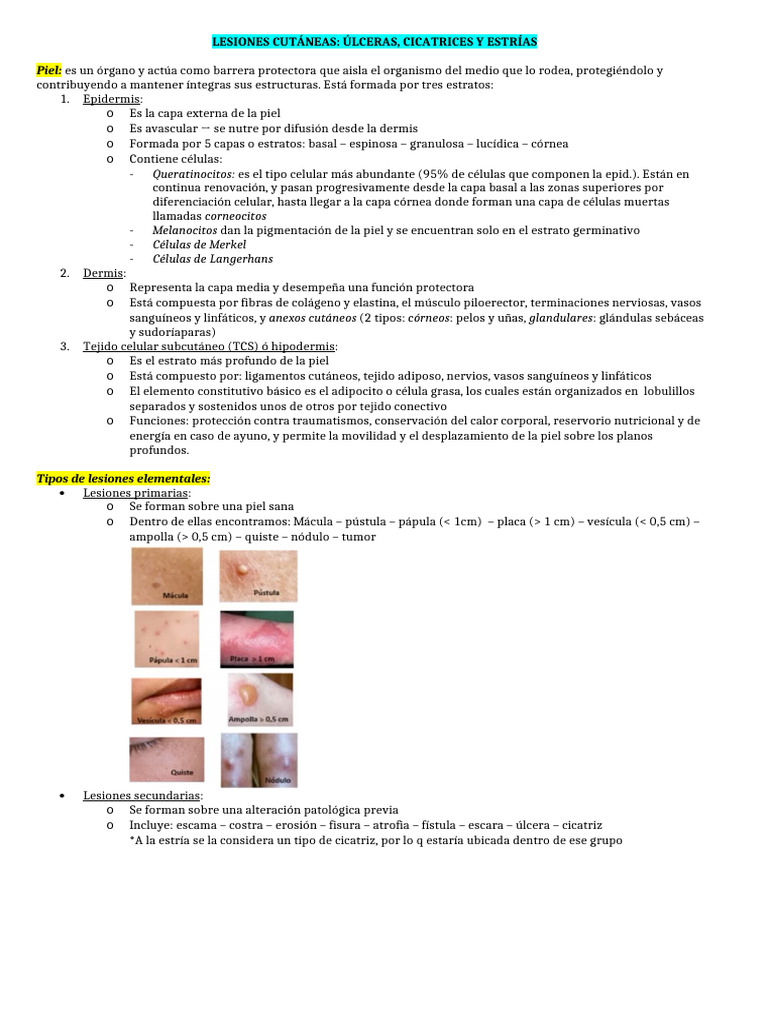 3. Lesiones cutáneas, úlceras, cicatrices y estrías | PDF | Piel ...