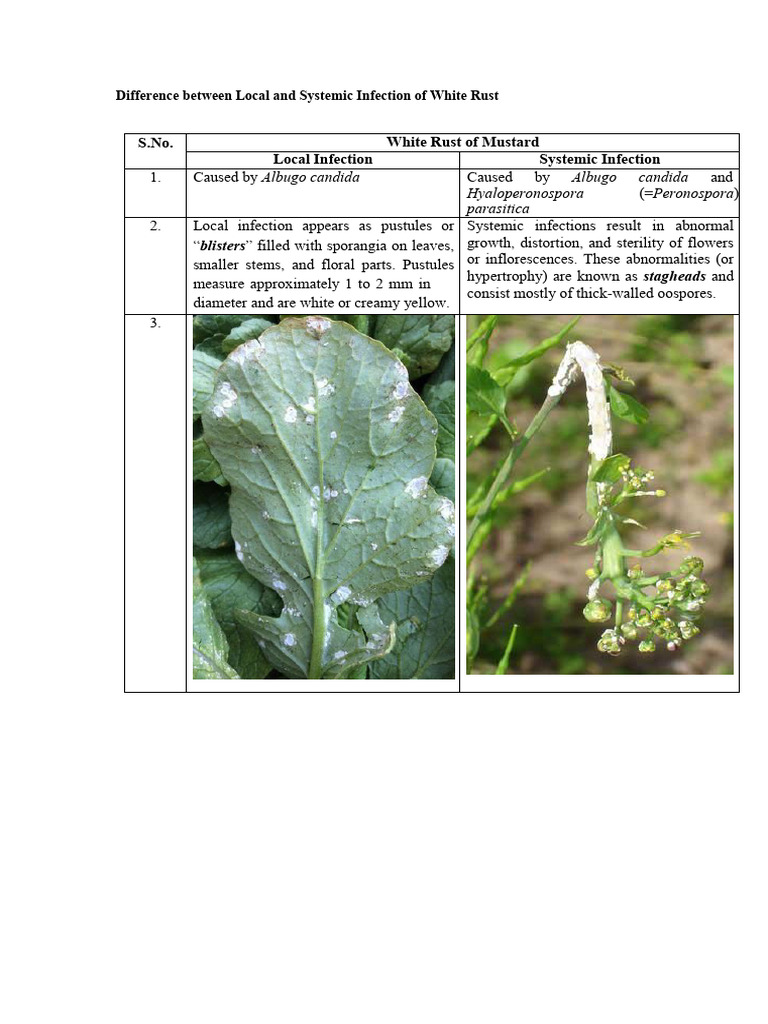 Local vs Systemic White Rust in Mustard | PDF