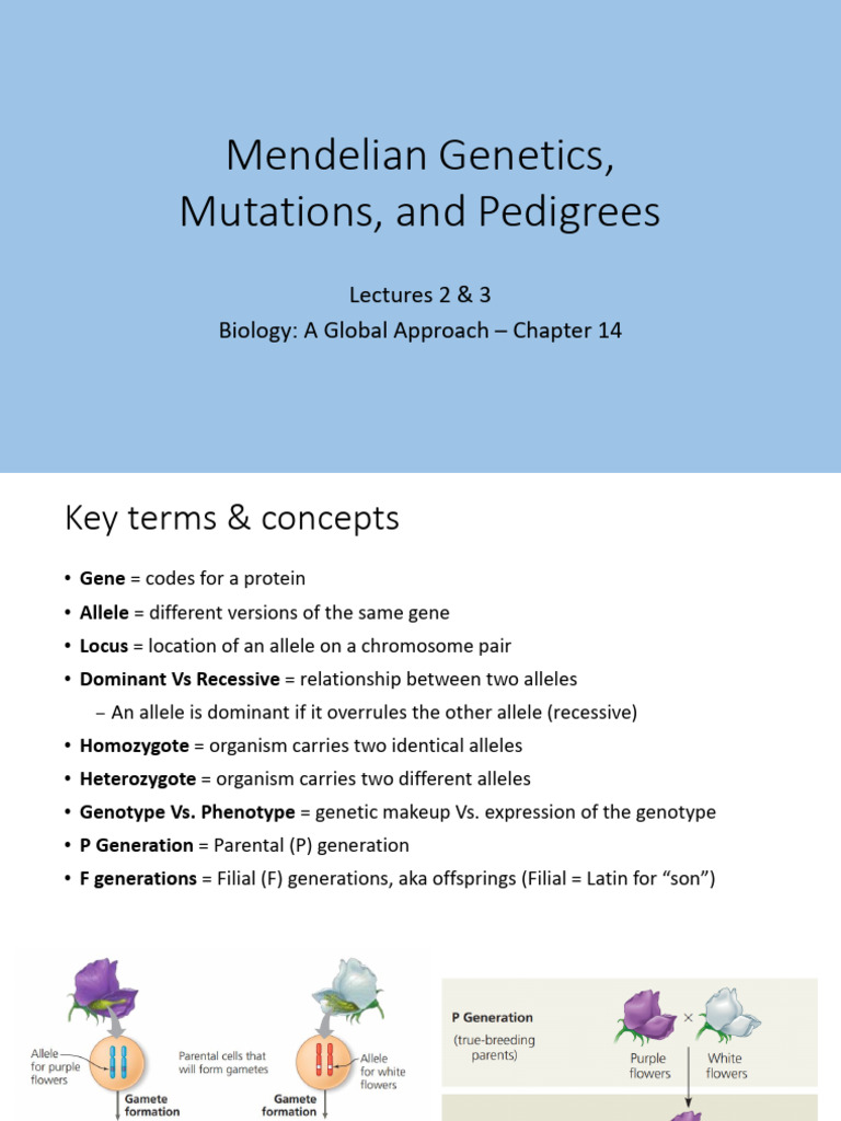 Lecture 2 & 3 - Mendelian Genetics, Mutations, and Pedigrees | PDF ...