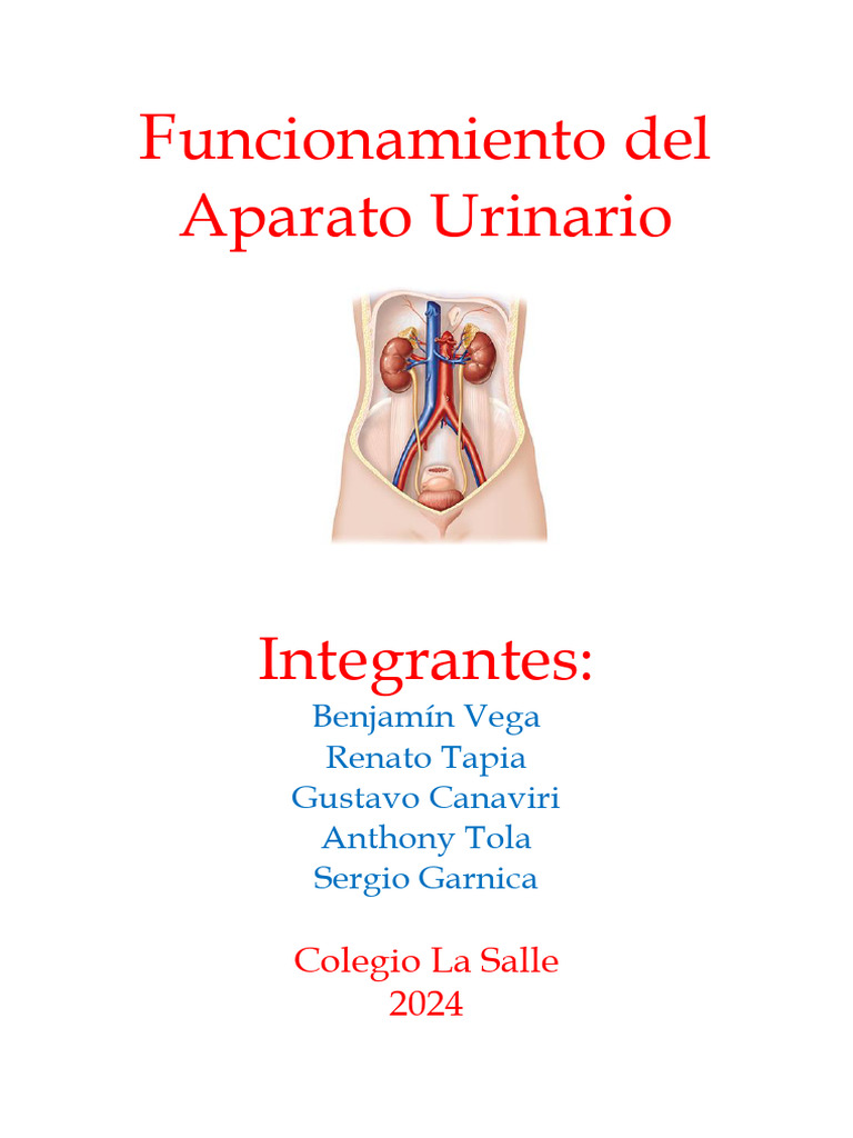Funcionamiento del Sistema Urinario | PDF | Sistema urinario | Riñón