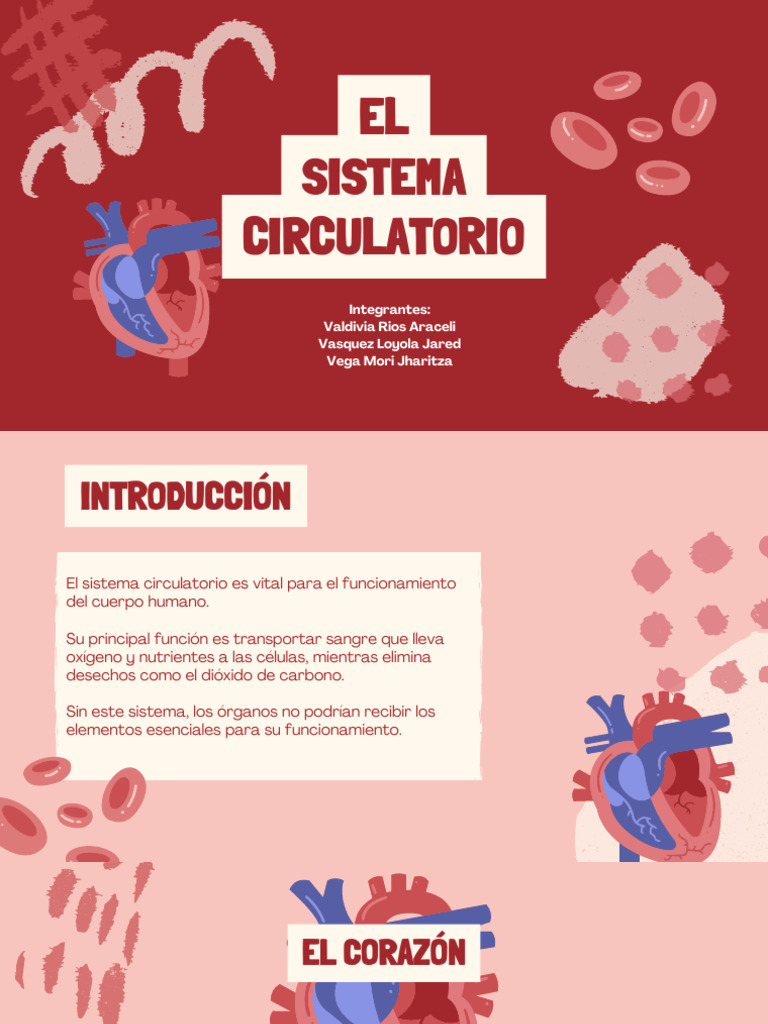 The Circulatory System Education Presentation in 0 Hand Drawn Lightly ...