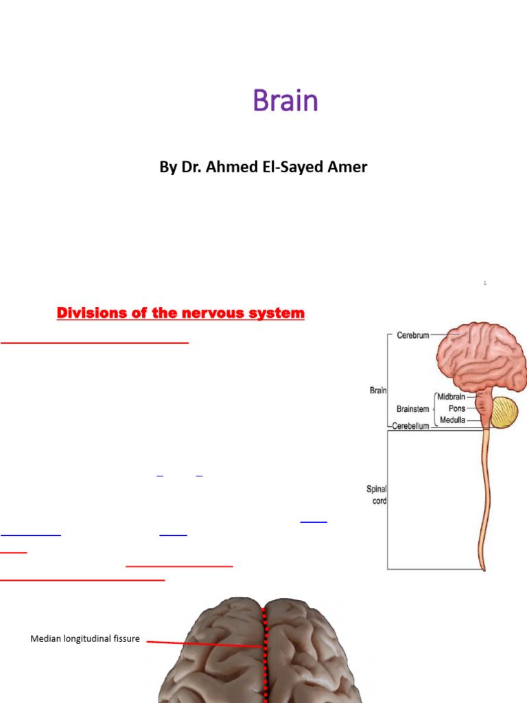 Dent Anatomy H&N Lab 6 Brain | PDF | Cerebral Cortex | Parietal Lobe