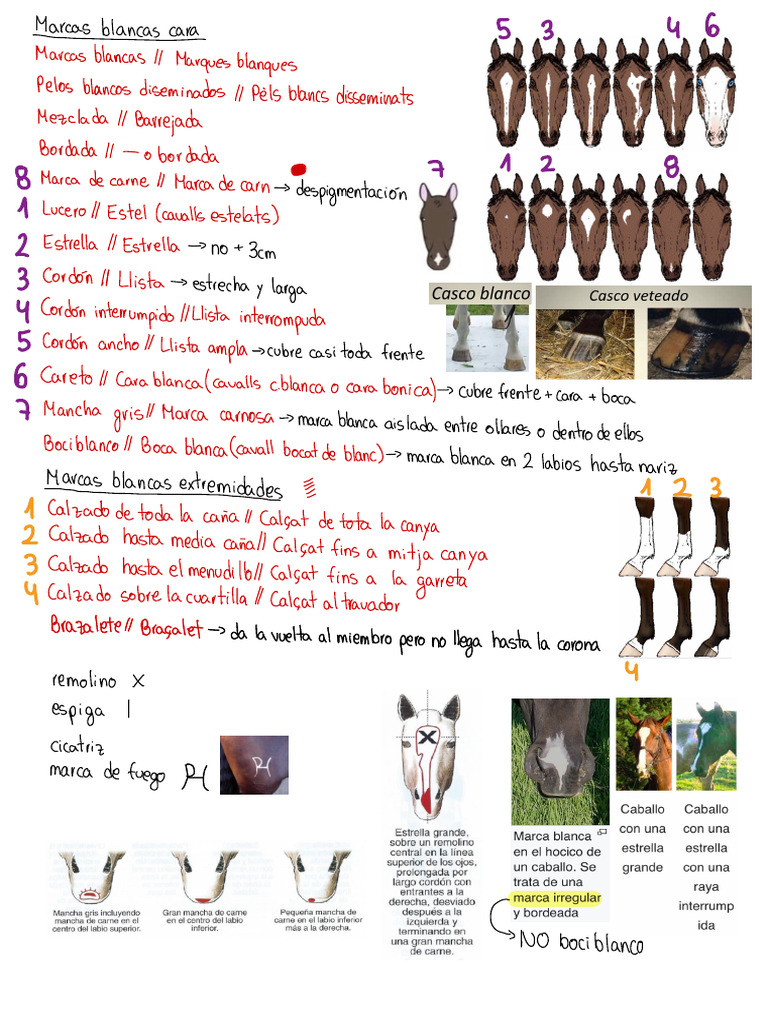 Reseña Équidos | PDF