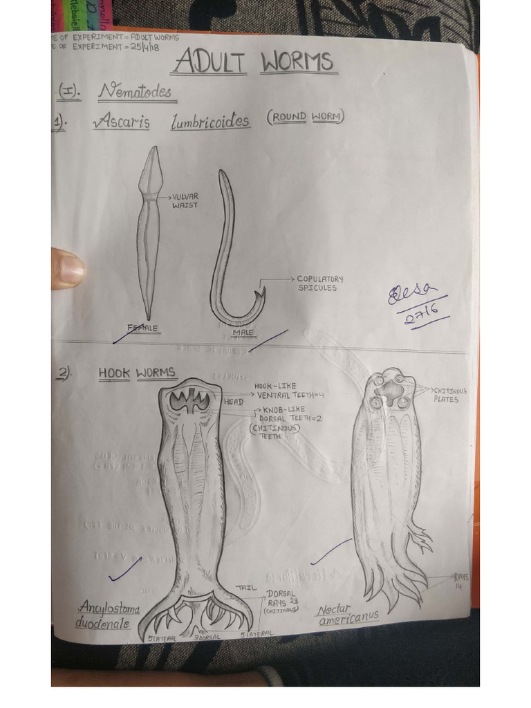 Microbiology 1 Pdf
