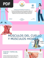 Musculos de La Nuca | PDF | Anatomía humana | Sistema musculoesquelético