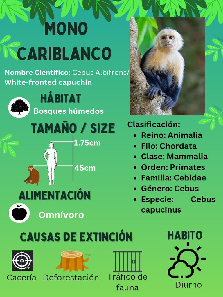 Mono Cariblanco Info | PDF