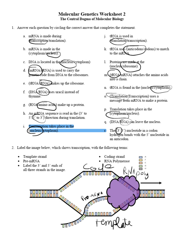 Molecular_Genetics_Worksheet_2 (1) | PDF | Translation (Biology ...