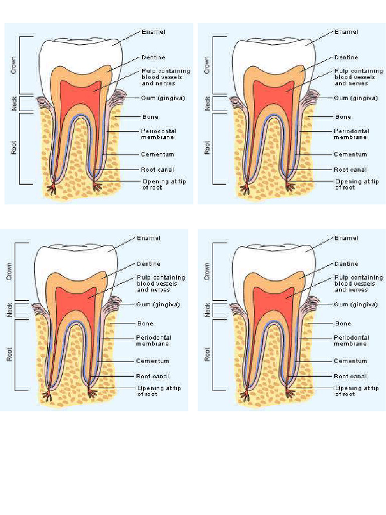 ISNA1-anglais-F2-tooth Anatomy | PDF