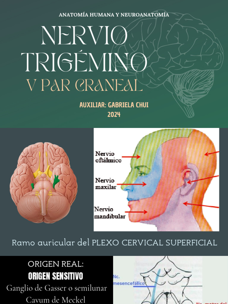 NERVIO TRIGÉMINO V PAR CRANEAL | PDF