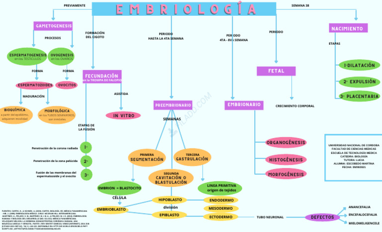 Embrio Mapa Conceptual | PDF | Embrión | Anatomía