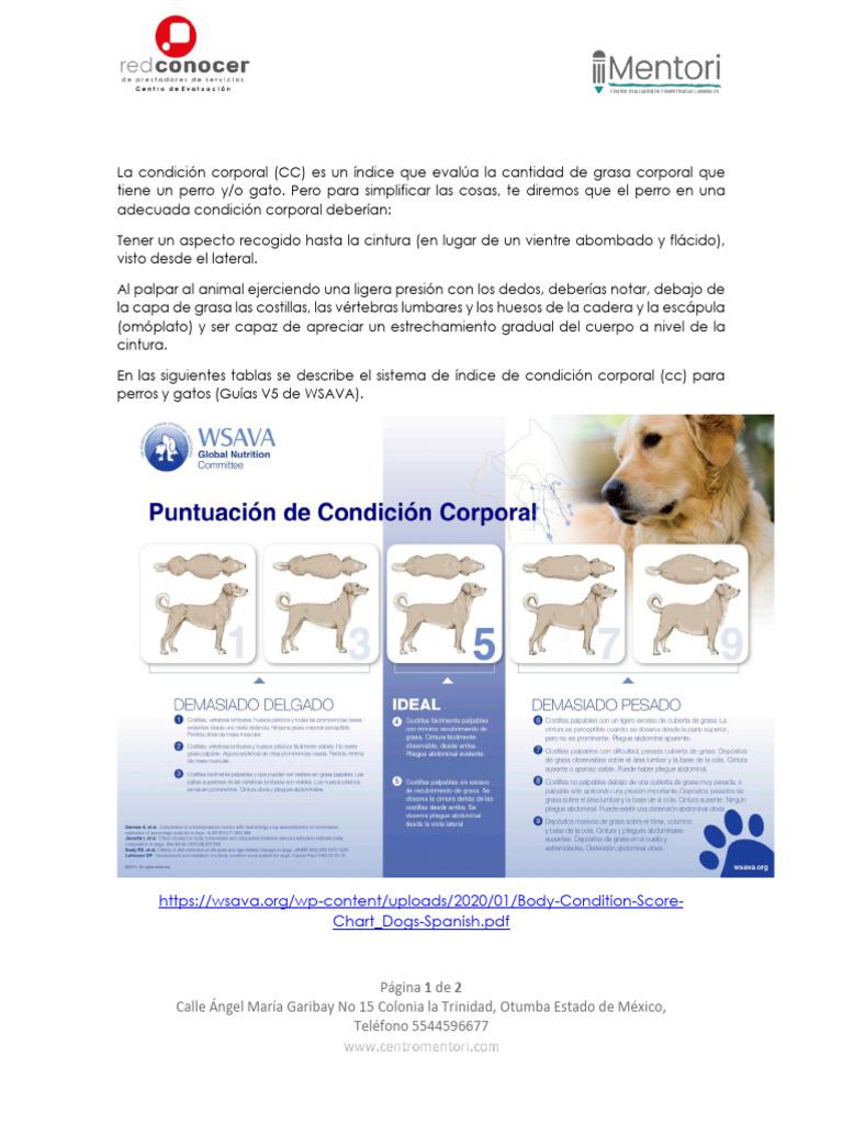 Evaluación Corporal Canina: Guía SEO | PDF