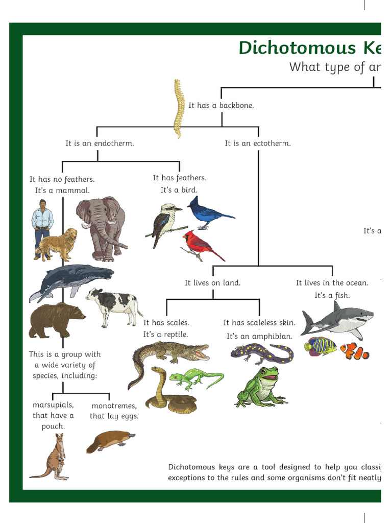 Animal Classification Dichotomous Key | PDF | Zoology