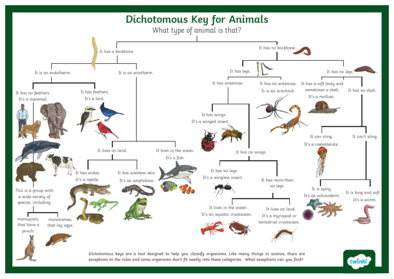 Dichotomous Key For Animals A3 | PDF | Zoology