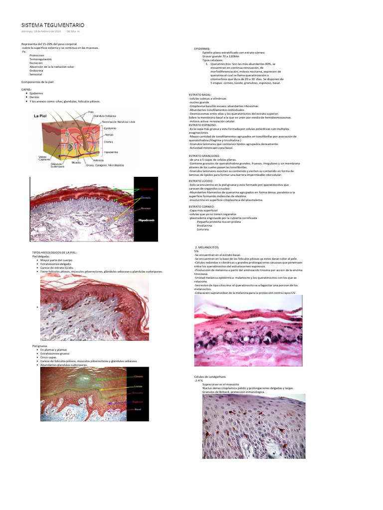 Sistema tegumentario | PDF | Piel | Epidermis