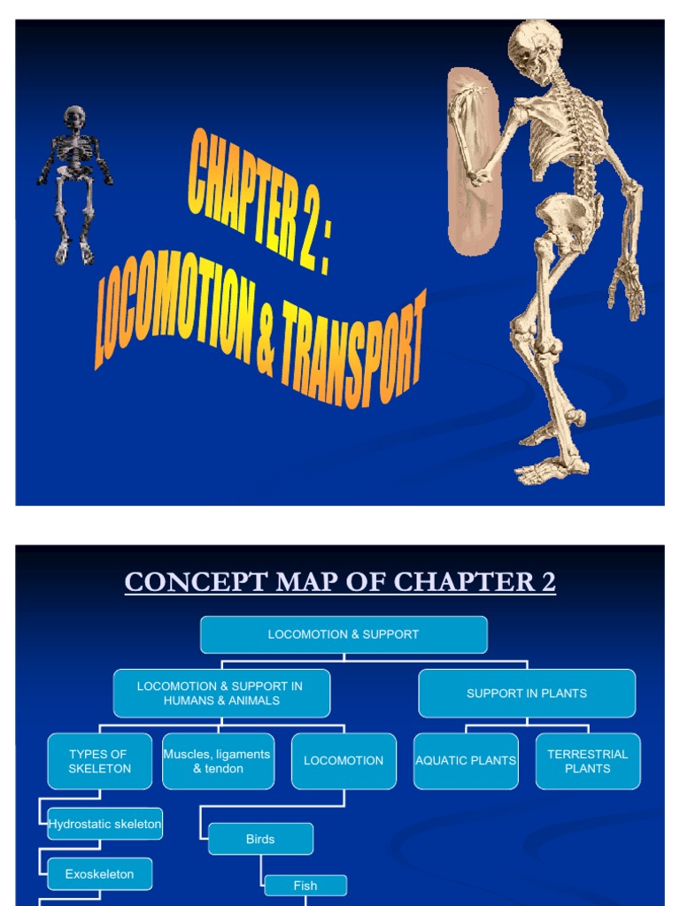 2.1 (A) - Support & Locomotion in Humans & Animals | PDF | Vertebra ...