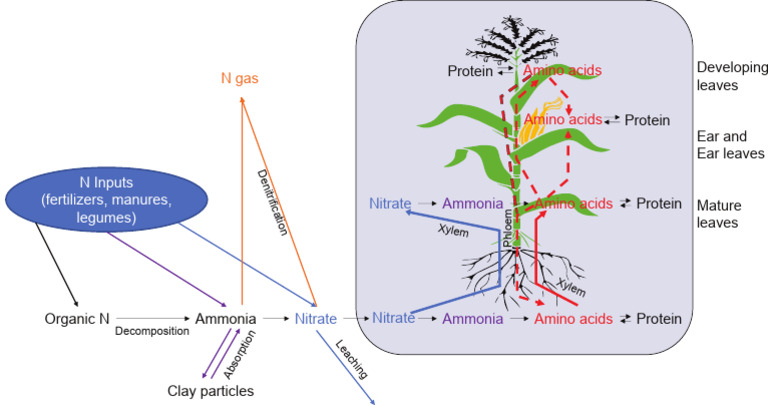 nitrogen_uptake_assimilation | PDF
