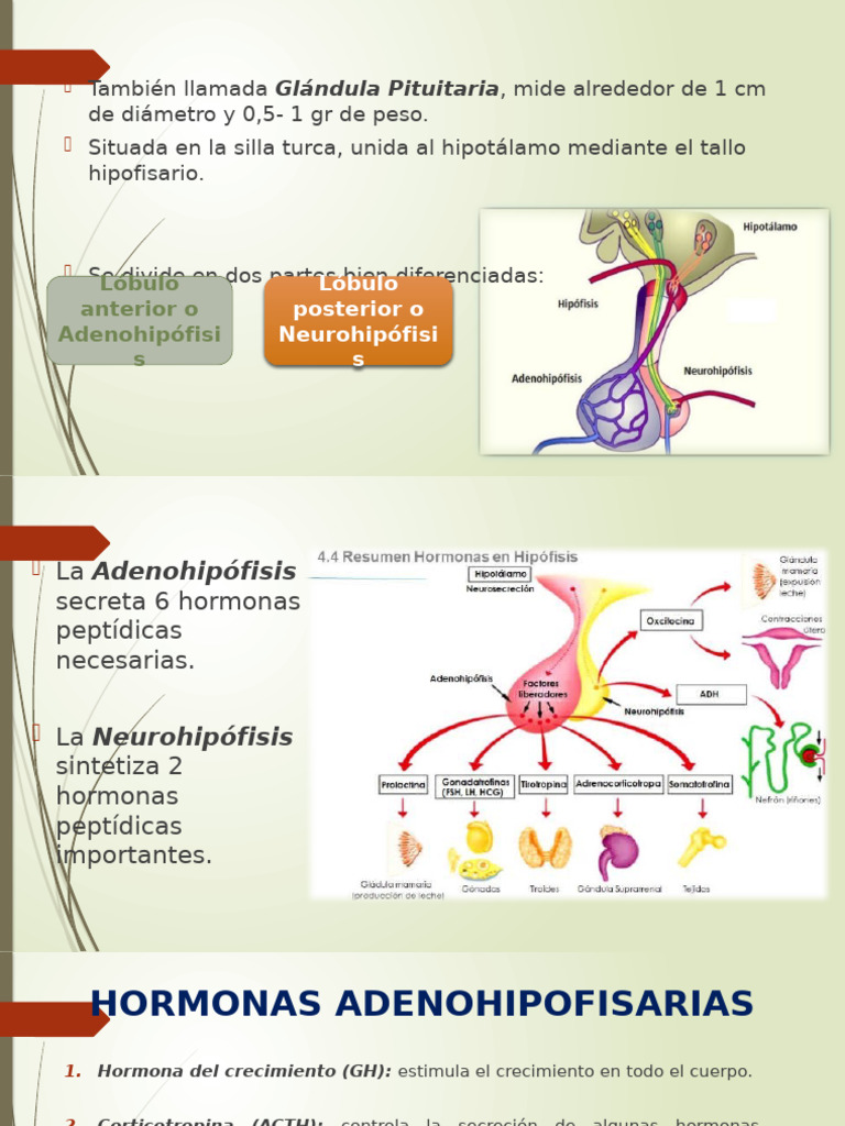 Anatomia y fisiologia de la Hipofisis | PDF | Glándula pituitaria ...