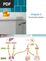 Module Excretory System | PDF | Human Body | Excretion