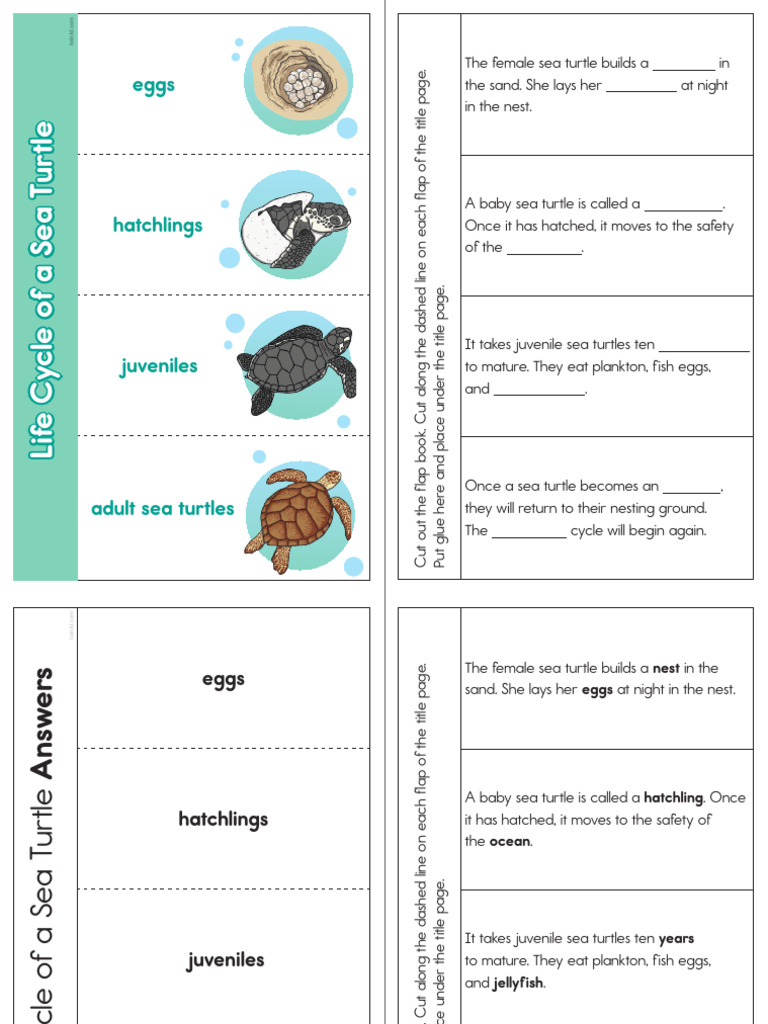 life-cycle-of-a-sea-turtle-flap-book-us-s-254_ver_1 | PDF | Sea Turtle ...