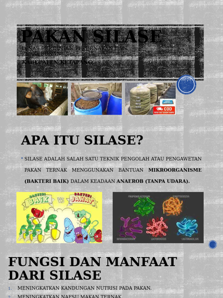 Pakan Silase untuk Ternak Optimal | PDF